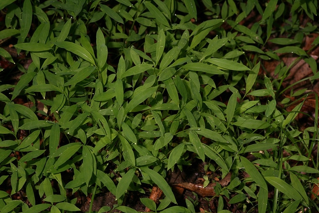 Microstegium vimineum - Fiche botanique | Conservation Nature