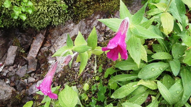 Mimulus lewisii - Fiche botanique | Conservation Nature