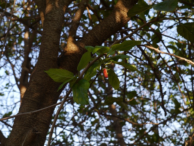 Morus macroura - Fiche botanique | Conservation Nature