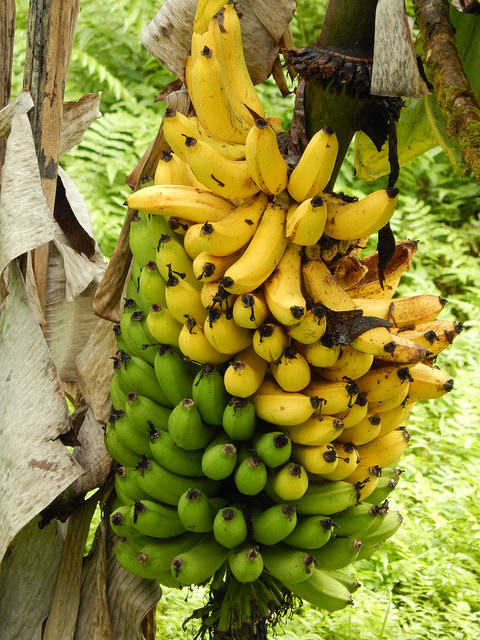 Musa acuminata - Fiche botanique | Conservation Nature