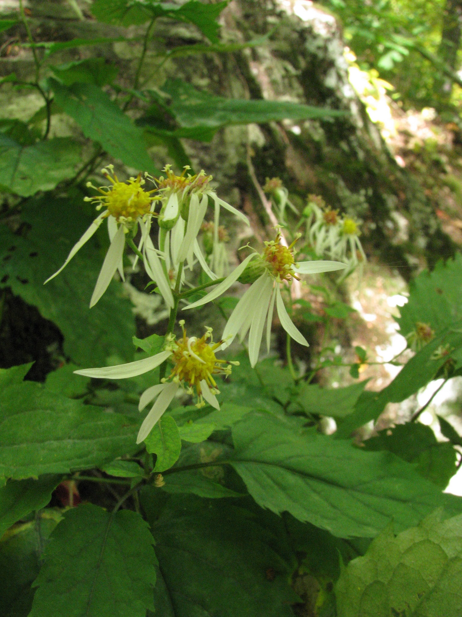 Oclemena acuminata - Fiche botanique | Conservation Nature