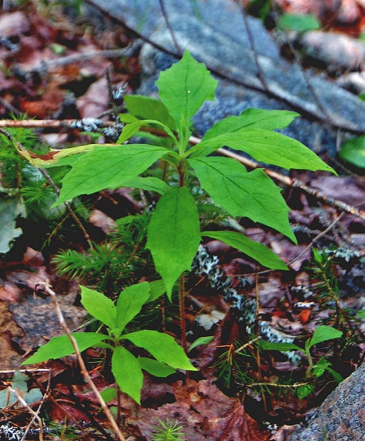 Oclemena acuminata - Fiche botanique | Conservation Nature
