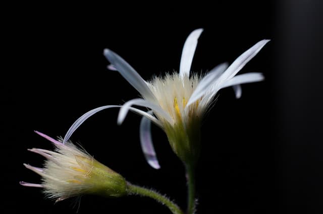 Oclemena acuminata - Fiche botanique | Conservation Nature