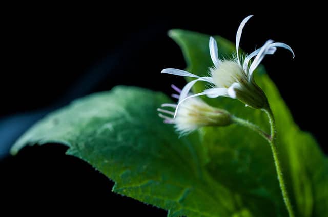Oclemena acuminata - Fiche botanique | Conservation Nature