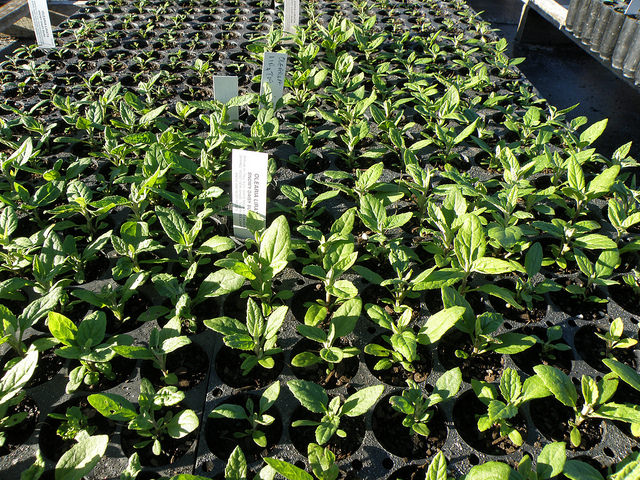 Olearia lirata - Fiche botanique | Conservation Nature