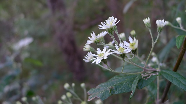 Olearia lirata - Fiche botanique | Conservation Nature