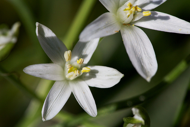 Ornithogalum arabicum - Fiche botanique | Conservation Nature