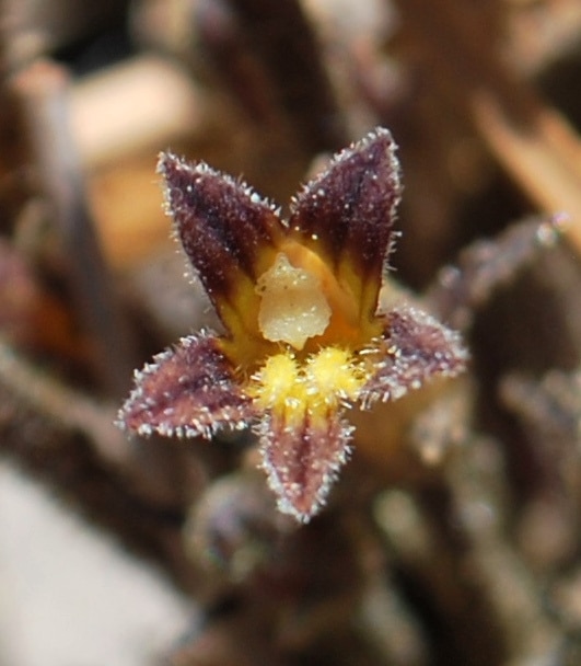 Orobanche fasciculata - Fiche botanique | Conservation Nature