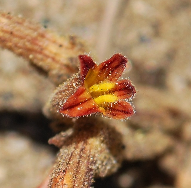 Orobanche fasciculata - Fiche botanique | Conservation Nature