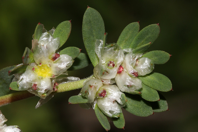 Paronyque argentée (Paronychia argentea) - Fiche botanique ...
