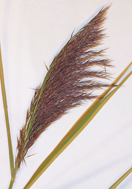 Roseau commun (Phragmites australis) - Fiche botanique | Conservation ...