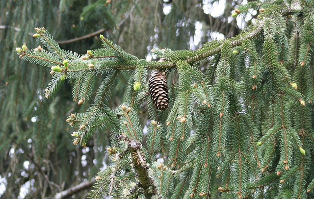 Épicéa de sitka (Picea sitchensis) - Fiche botanique | Conservation Nature