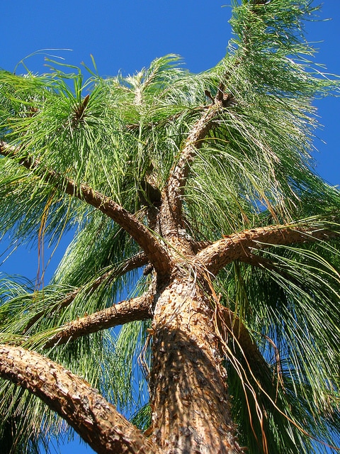 Pinus patula - Fiche botanique | Conservation Nature