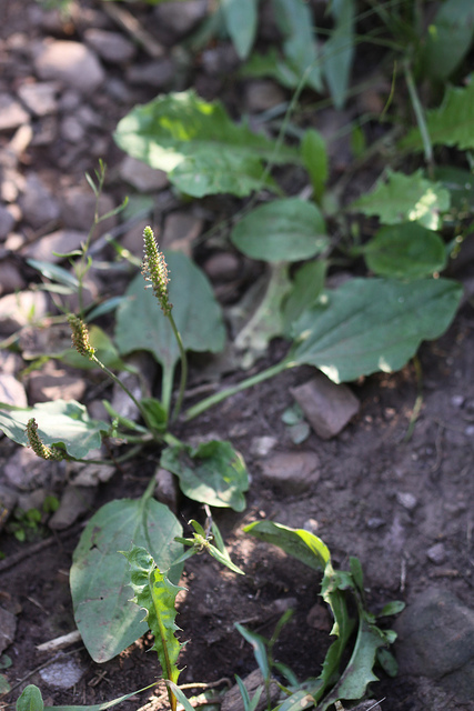 Grand plantain (Plantago major) - Fiche botanique | Conservation Nature