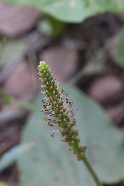Grand plantain (Plantago major) - Fiche botanique | Conservation Nature