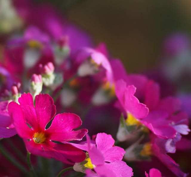 Primula malacoides - Fiche botanique | Conservation Nature