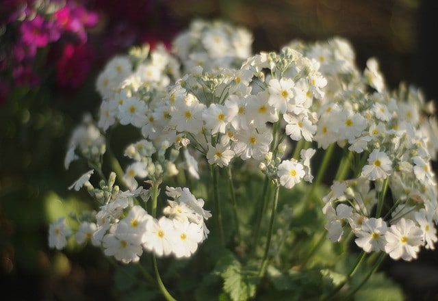 Primula malacoides - Fiche botanique | Conservation Nature
