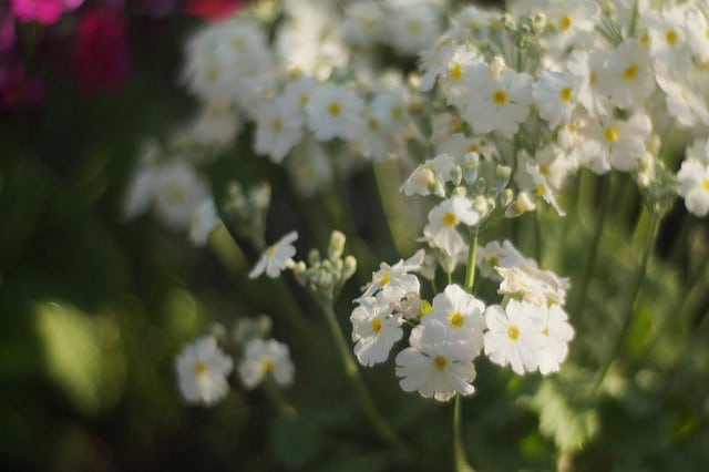 Primula malacoides - Fiche botanique | Conservation Nature