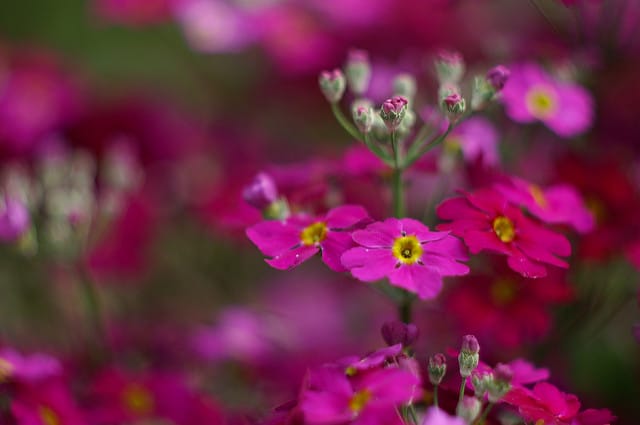 Primula malacoides - Fiche botanique | Conservation Nature