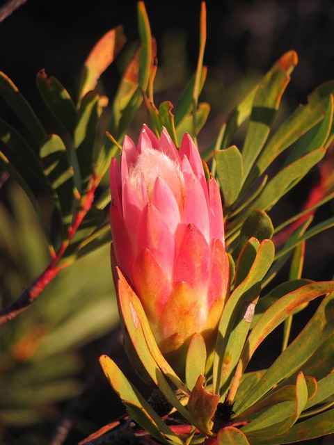 Protea repens - Fiche botanique | Conservation Nature
