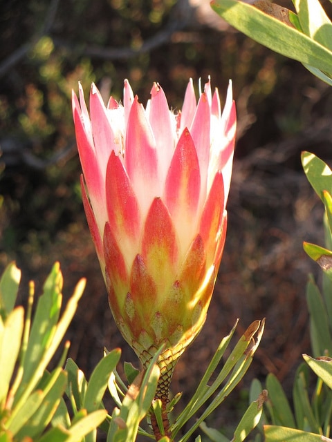 Protea repens - Fiche botanique | Conservation Nature