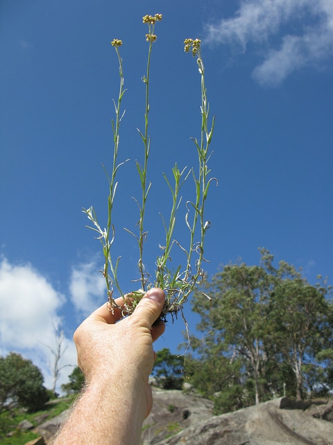 Gnaphale blanc jaunâtre (Pseudognaphalium luteoalbum) - Fiche botanique ...