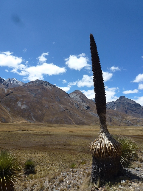 Puya raimondii - Fiche botanique | Conservation Nature