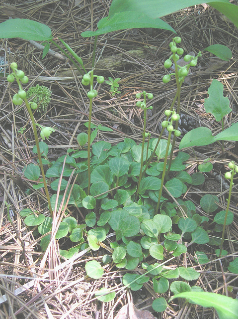 Pirole verdâtre (Pyrola chlorantha) - Fiche botanique | Conservation Nature