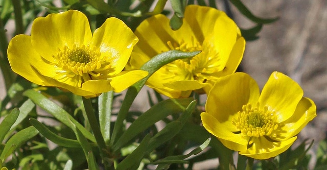 Ranunculus adoneus - Fiche botanique | Conservation Nature