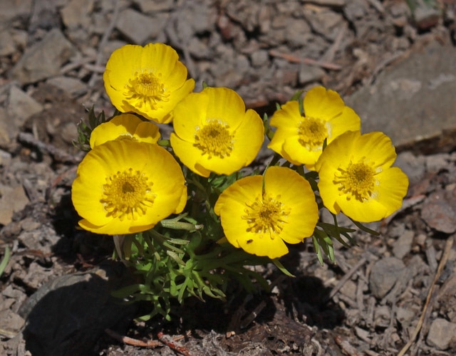 Ranunculus adoneus - Fiche botanique | Conservation Nature