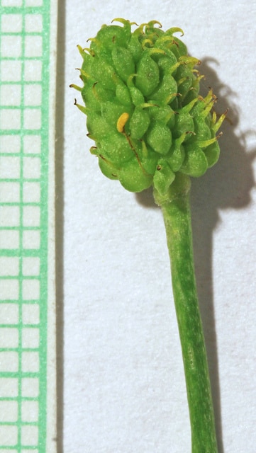 Ranunculus adoneus - Fiche botanique | Conservation Nature