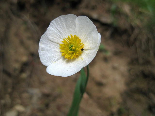 Renoncule à feuilles embrassantes (Ranunculus amplexicaulis) - Fiche ...