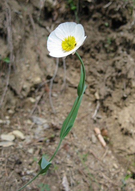 Renoncule à feuilles embrassantes (Ranunculus amplexicaulis) - Fiche ...