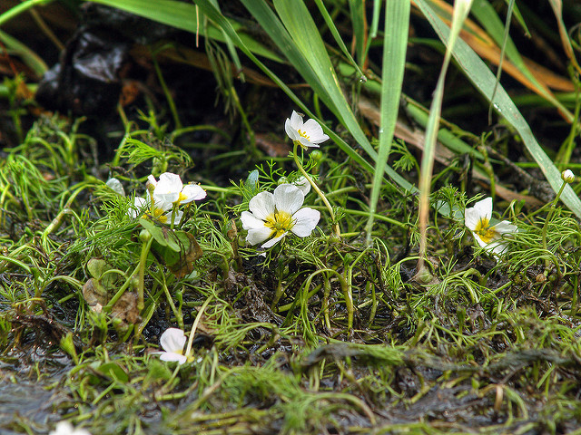 Renoncule en crosse (Ranunculus circinatus) - Fiche botanique ...