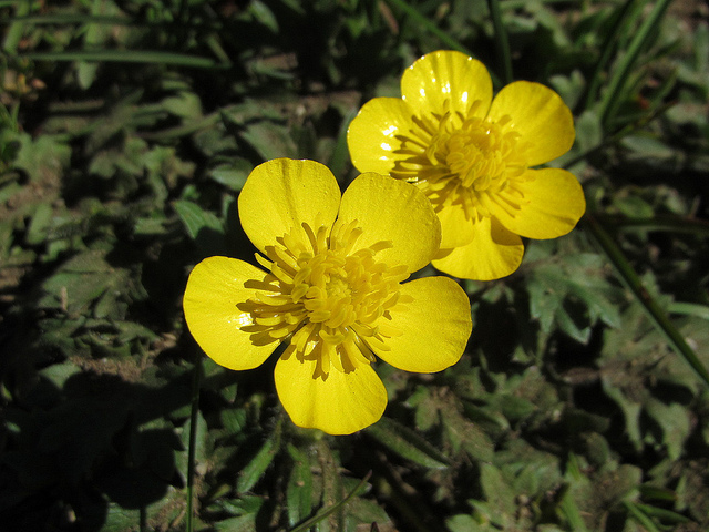 Renoncule des montagnes (Ranunculus montanus) - Fiche botanique ...