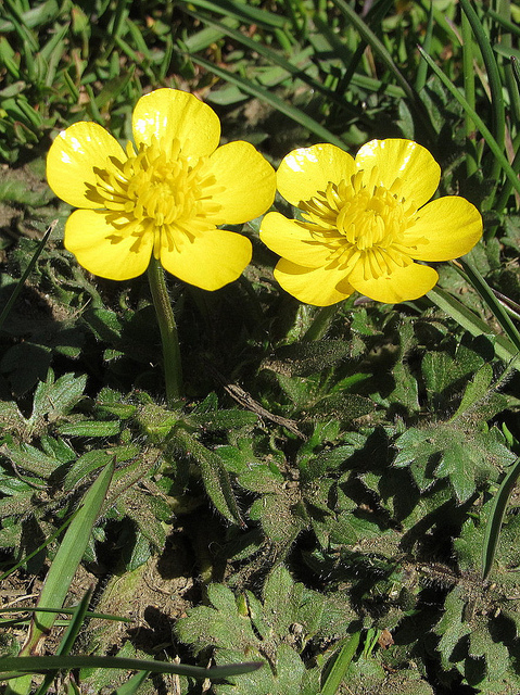 Renoncule des montagnes (Ranunculus montanus) - Fiche botanique ...