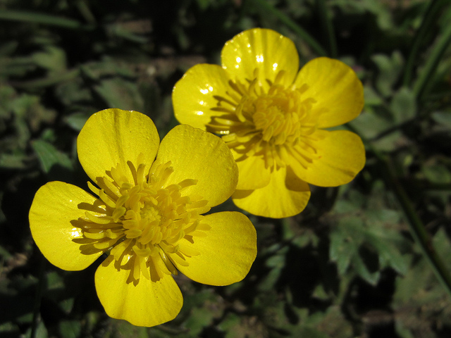 Renoncule des montagnes (Ranunculus montanus) - Fiche botanique ...