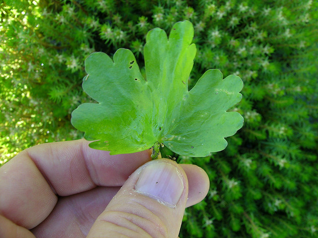 Renoncule scélérate (Ranunculus sceleratus) - Fiche botanique ...
