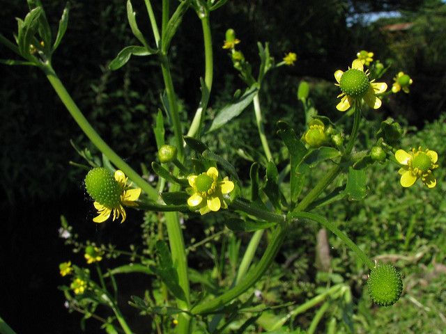 Renoncule scélérate (Ranunculus sceleratus) - Fiche botanique ...