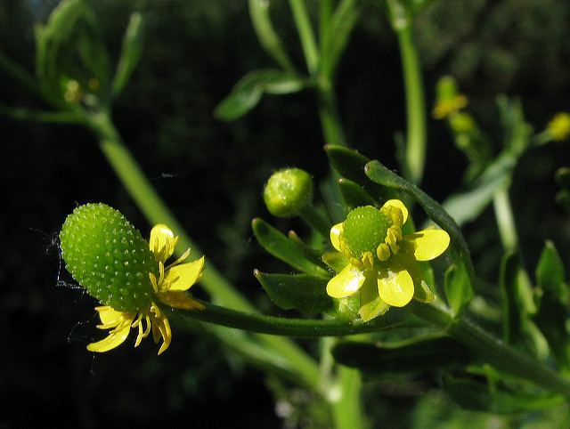 Renoncule scélérate (Ranunculus sceleratus) - Fiche botanique ...