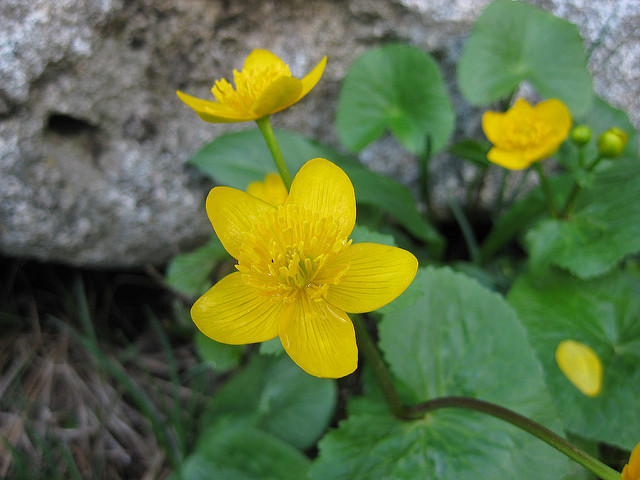 Renoncule thora (Ranunculus thora) - Fiche botanique | Conservation Nature