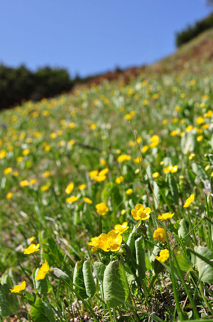 Renoncule thora (Ranunculus thora) - Fiche botanique | Conservation Nature