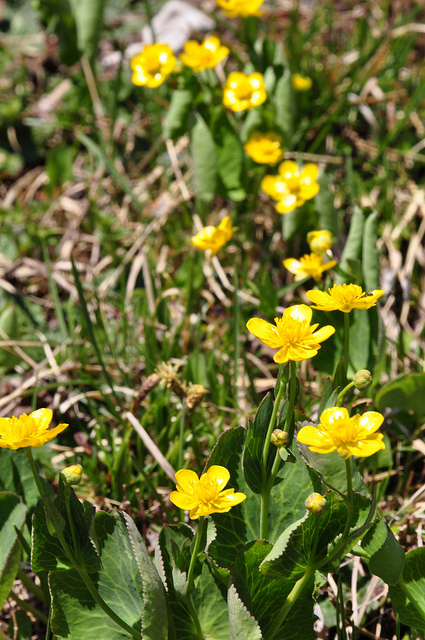 Renoncule thora (Ranunculus thora) - Fiche botanique | Conservation Nature