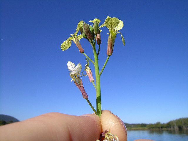 Radis ravenelle (Raphanus raphanistrum) - Fiche botanique ...