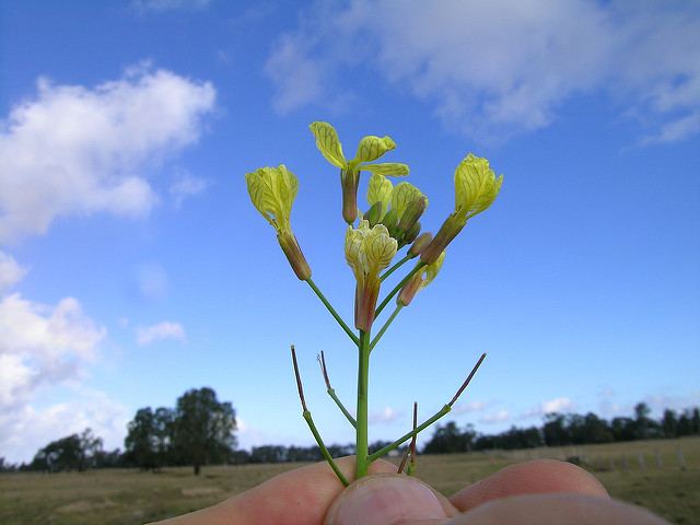 Radis ravenelle (Raphanus raphanistrum) - Fiche botanique ...