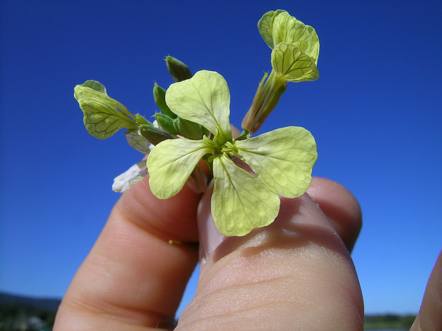 Radis ravenelle (Raphanus raphanistrum) - Fiche botanique ...