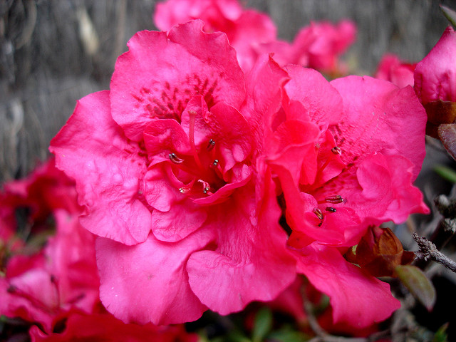 Rhododendron indicum - Fiche botanique | Conservation Nature