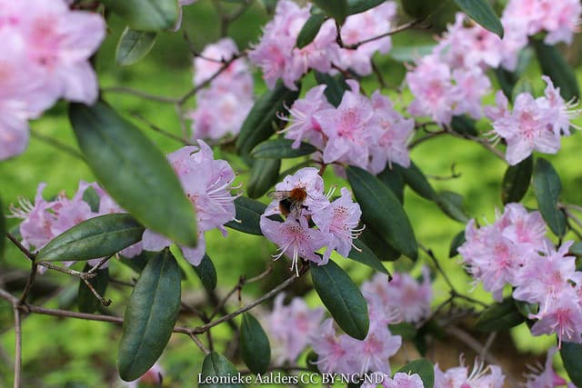 Rhododendron minus - Fiche botanique | Conservation Nature