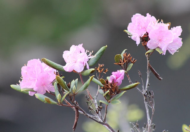 Rhododendron minus - Fiche botanique | Conservation Nature