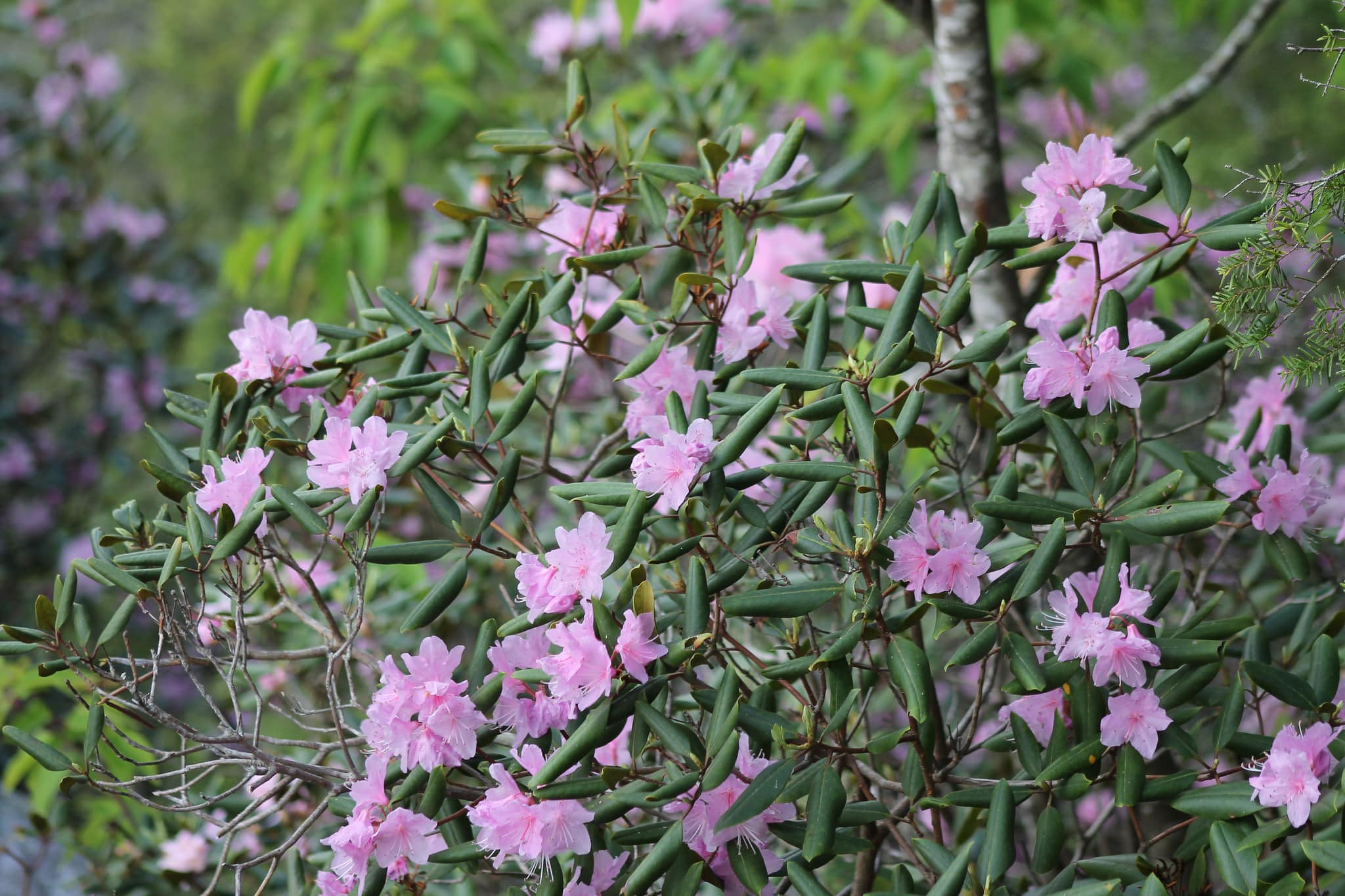 Rhododendron minus - Fiche botanique | Conservation Nature